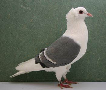 SV der Züchter Süddeutscher Farbentauben e.V. » Südd. Schildtaube