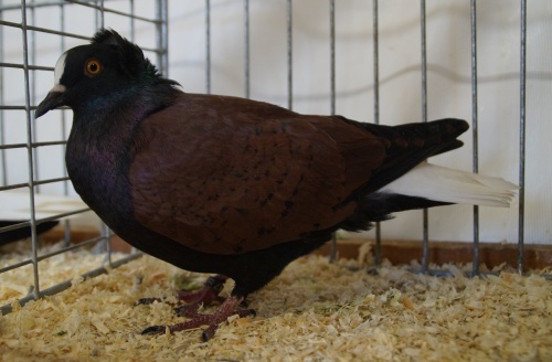 SV der Züchter Süddeutscher Farbentauben e.V. » Blog Archiv » Tiere der ...